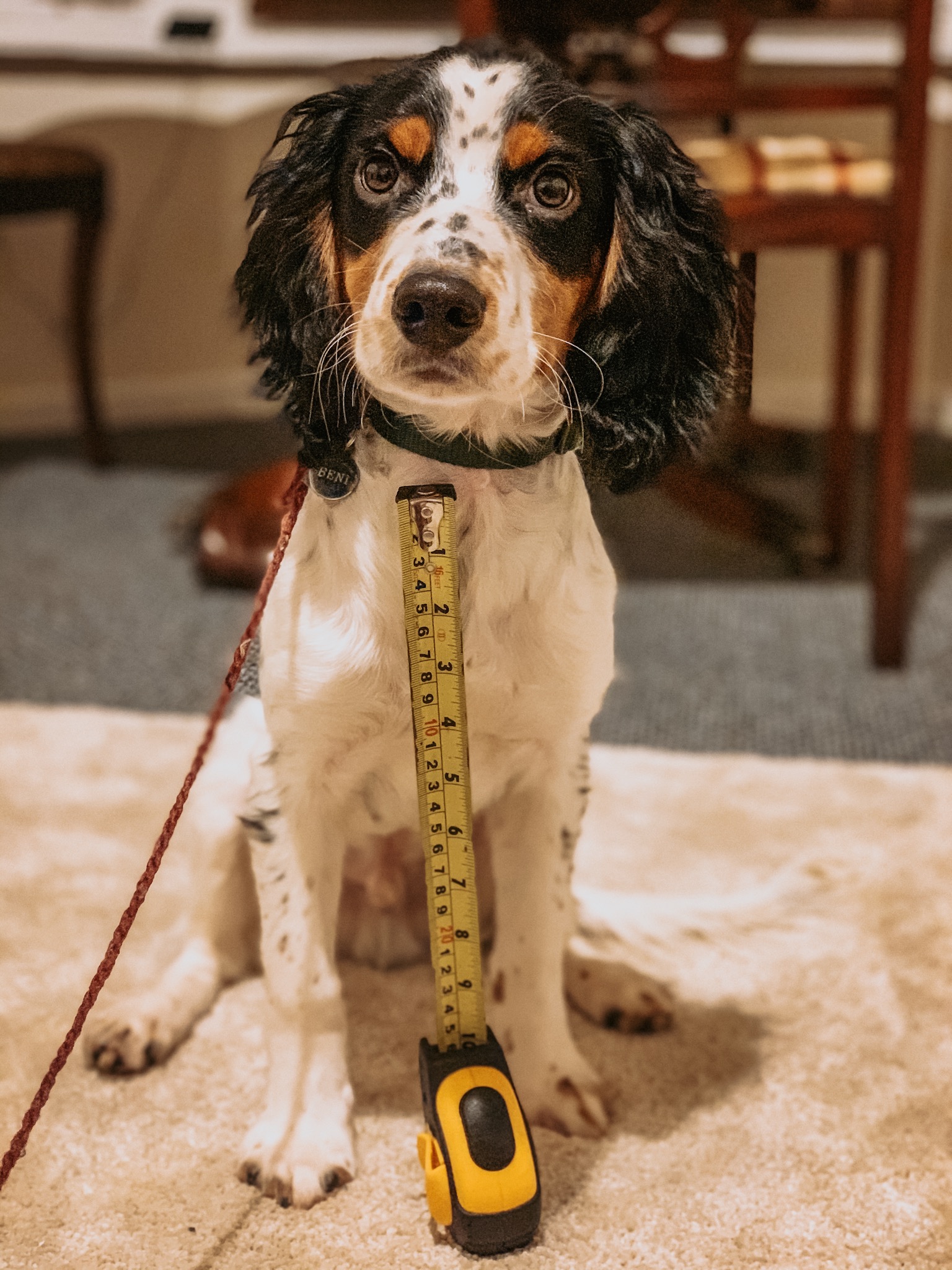 Training a Bringsel Alert – MD Dogs Inc